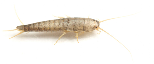 Sokeritoukkien hävitys - Baygon